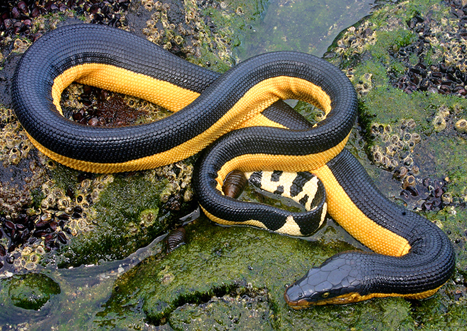 Hydrophis Platurus Nzhs